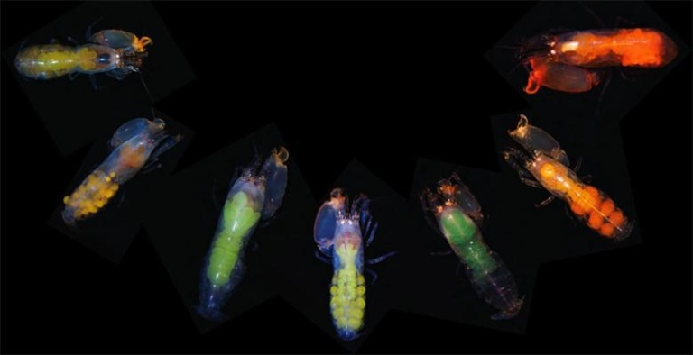 Independent Evolutionary Origins of Complex Sociality in Marine Life ...