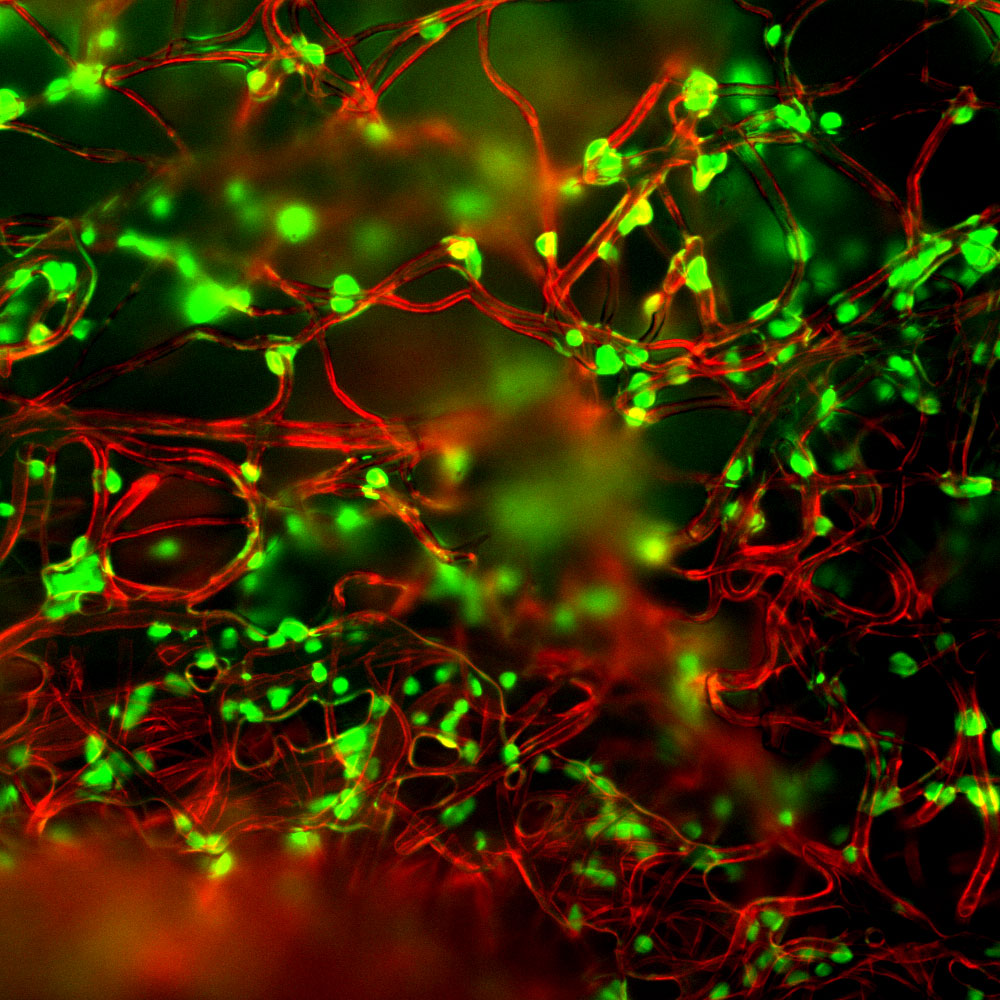 Kam-T-cells | Columbia Science Commits