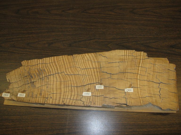 New Tree Ring Analysis Method May Open Insights to Past Climate ...